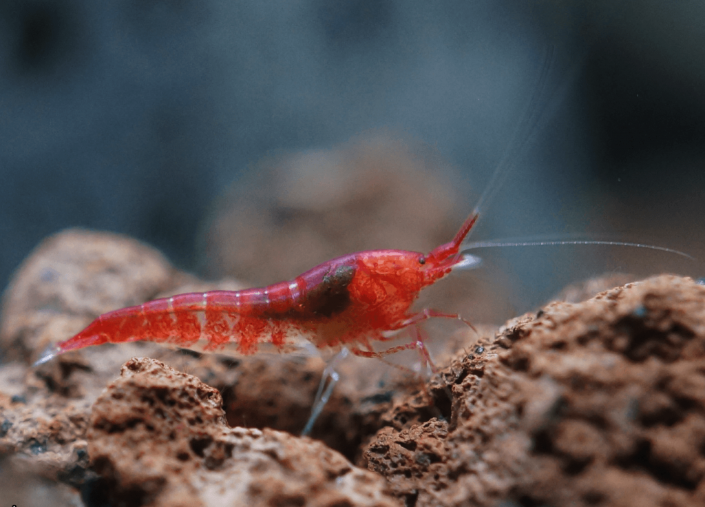 Care tips – Marimo Moss Volcanic Shrimp Aquarium – Craftsforgreen