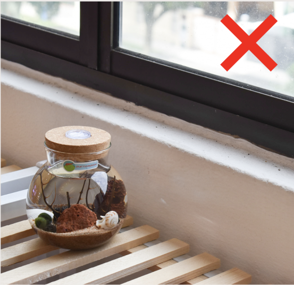 Care tips – Marimo Moss Volcanic Shrimp Aquarium – Craftsforgreen